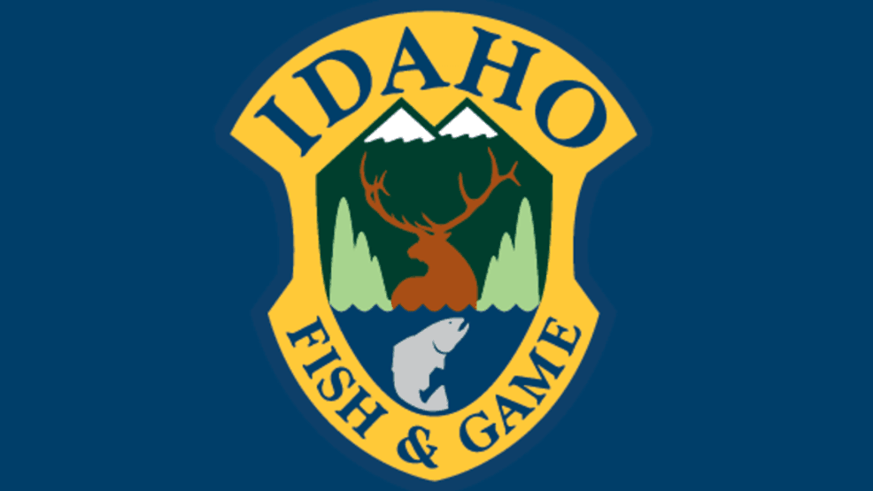 Fish and Game to lethally remove bighorn sheep to curb pneumonia spread ...