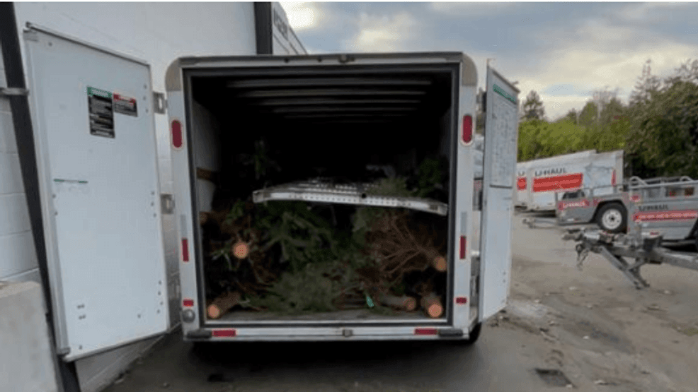 Seattle man allegedly stole 40 Christmas trees during U-Haul heist