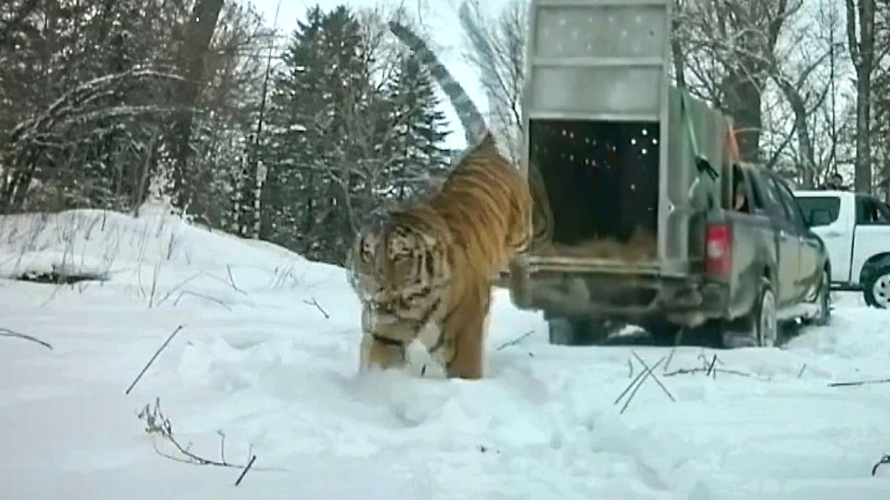 Huge Siberian tiger roars and charges into the wild after capture in Russia
