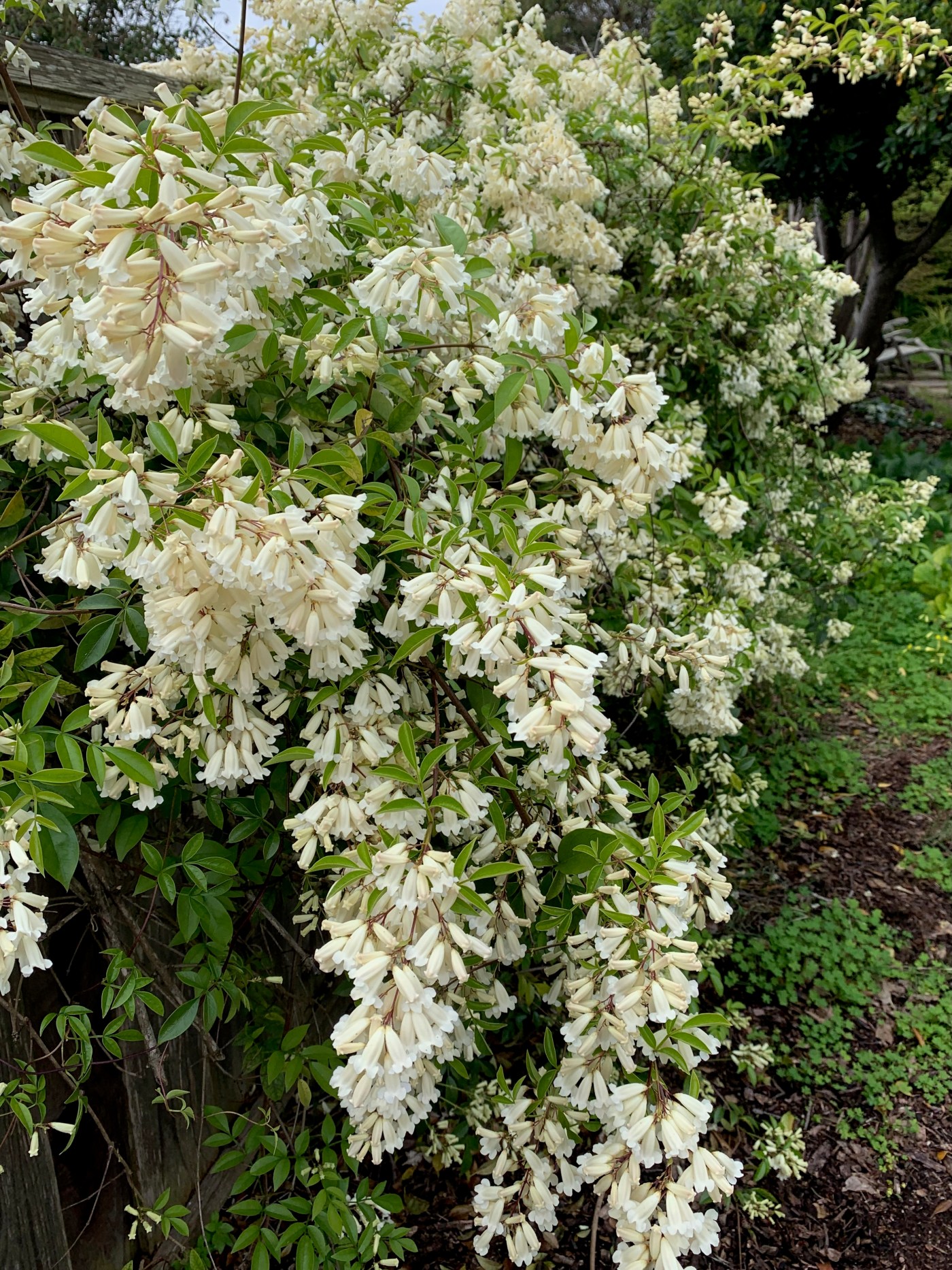 Tom Karwin, on gardening | Real gardening with AI: Landscape design