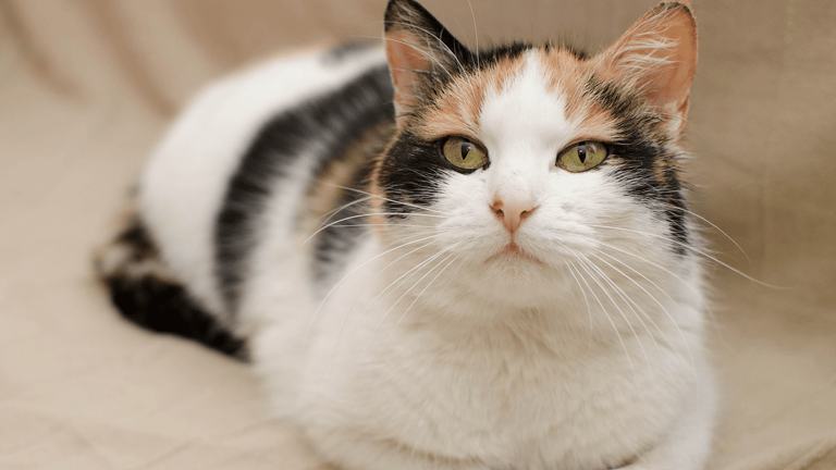 10 subtle signs your cat isn't happy, according to feline behaviorists