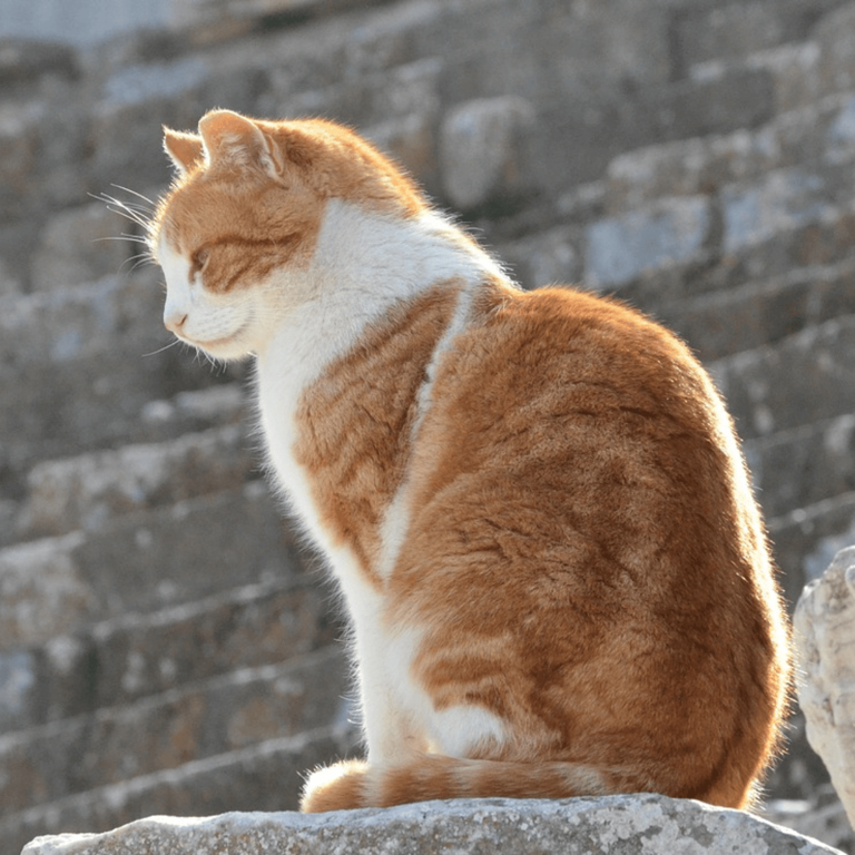 10 subtle signs your cat isn't happy, according to feline behaviorists