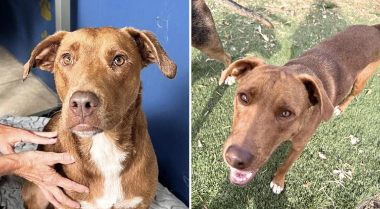 2-year-old pup who was dumped by previous owner has been waiting over ...