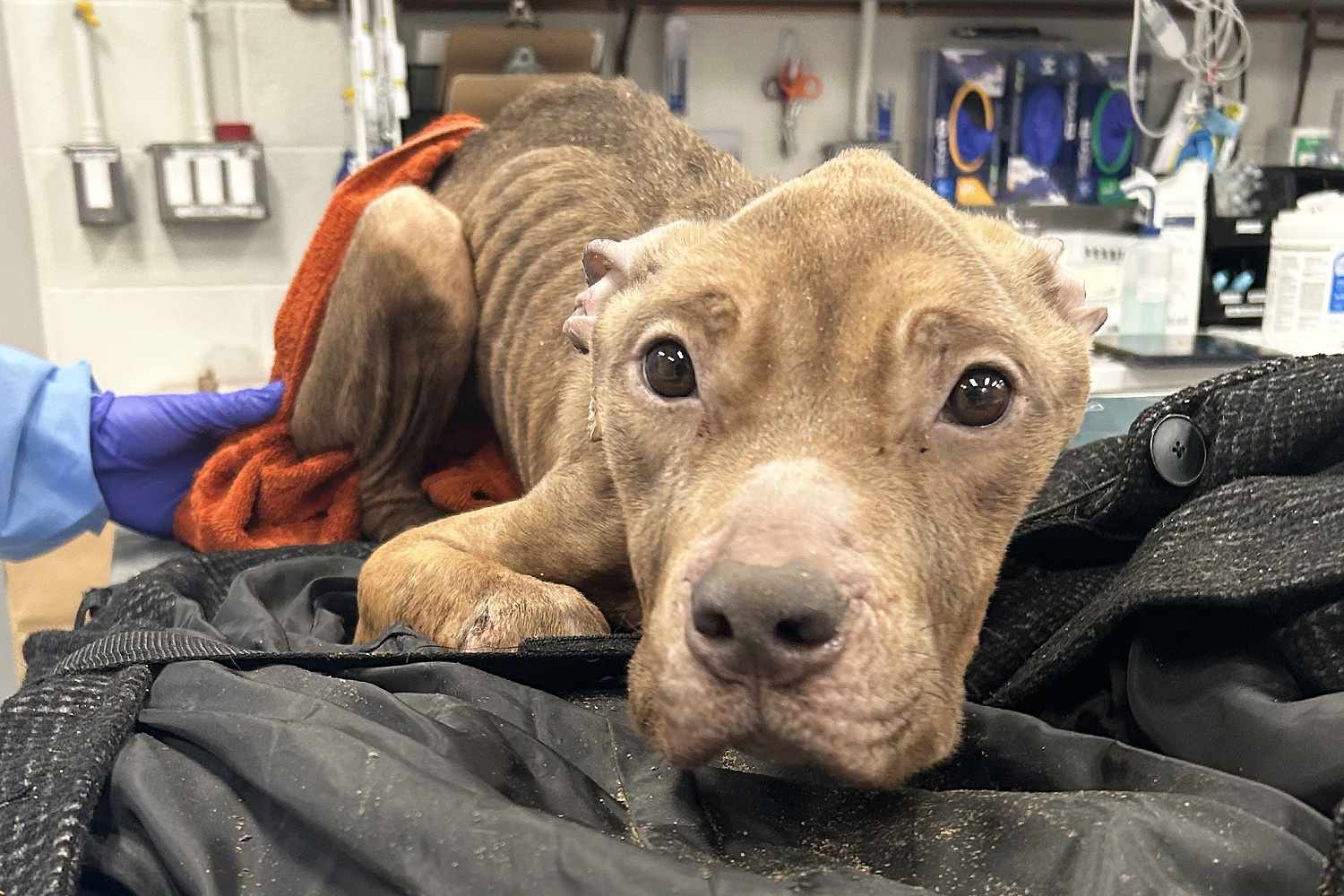 Boston rescue saves 'unbelievably thin' and desperate dog who is too ...