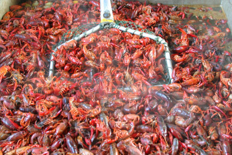Louisiana crawfish prices start high heading into MLK Day holiday weekend