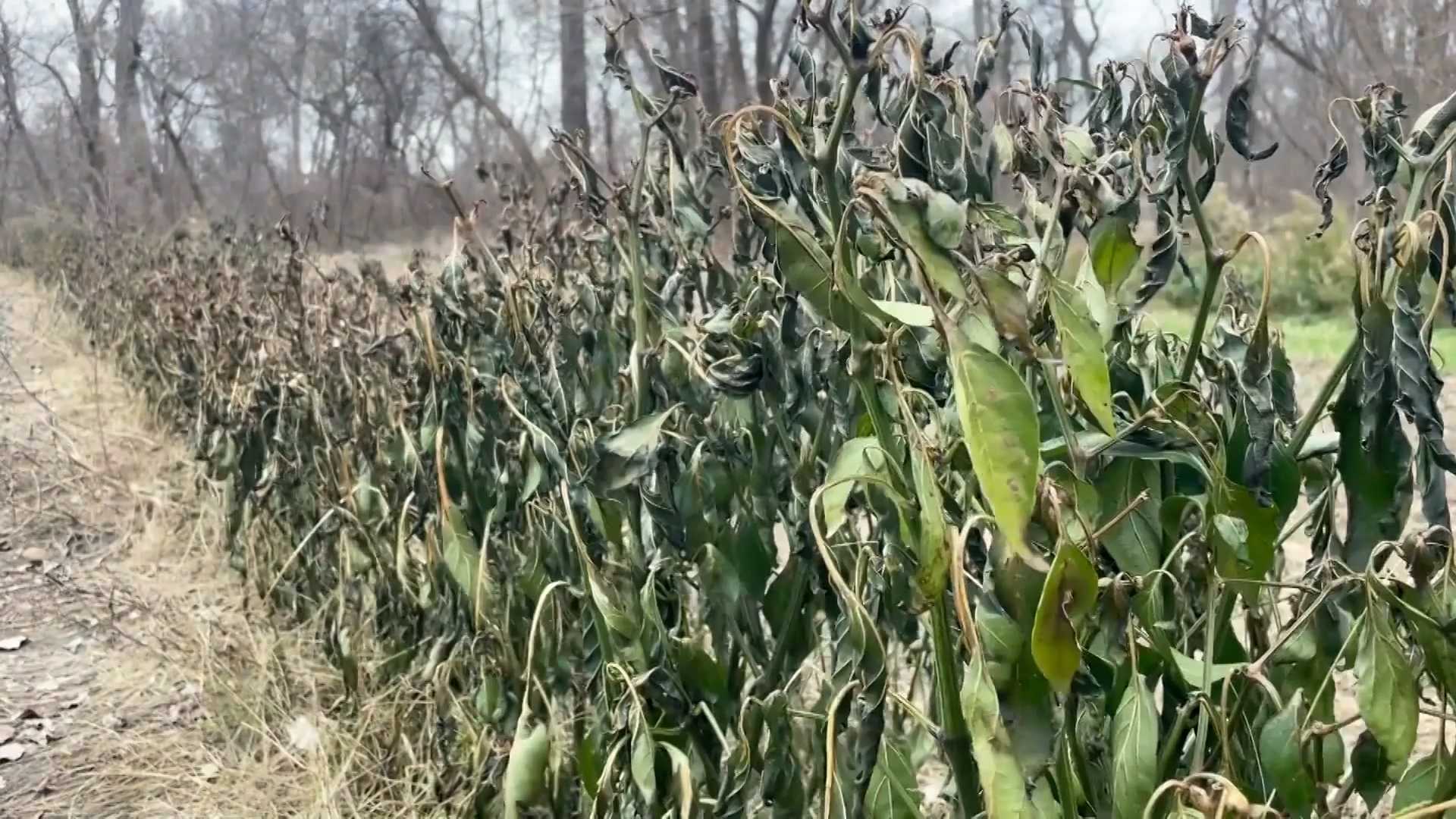 Vermont farmers lost over $15 million during drought, Agency of ...