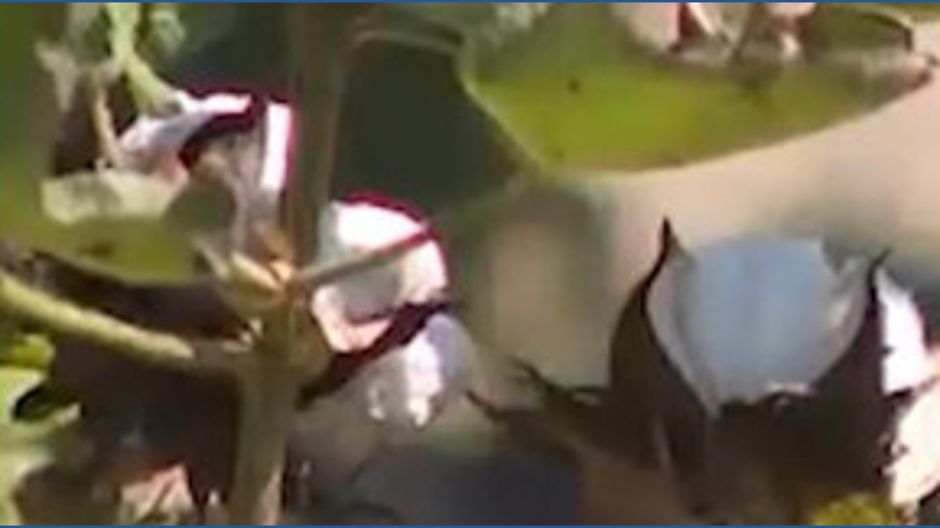 Texas fights invasive pest