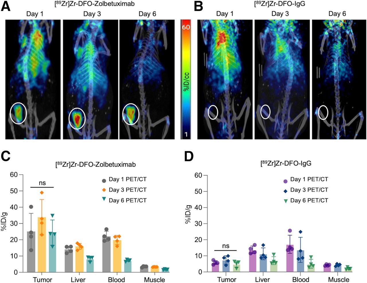 Novel theranostic model shows curative potential for gastric and ...