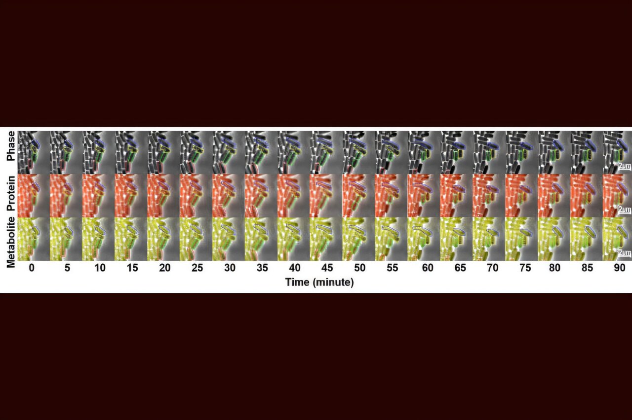 Exploring metabolic noise opens new paths to better biomanufacturing