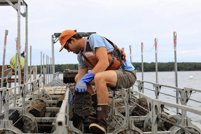 NASA data helps Maine oyster farmers choose where to grow
