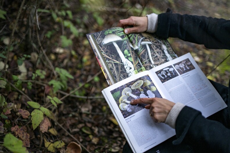 California combats largest mushroom poisoning outbreak in the country