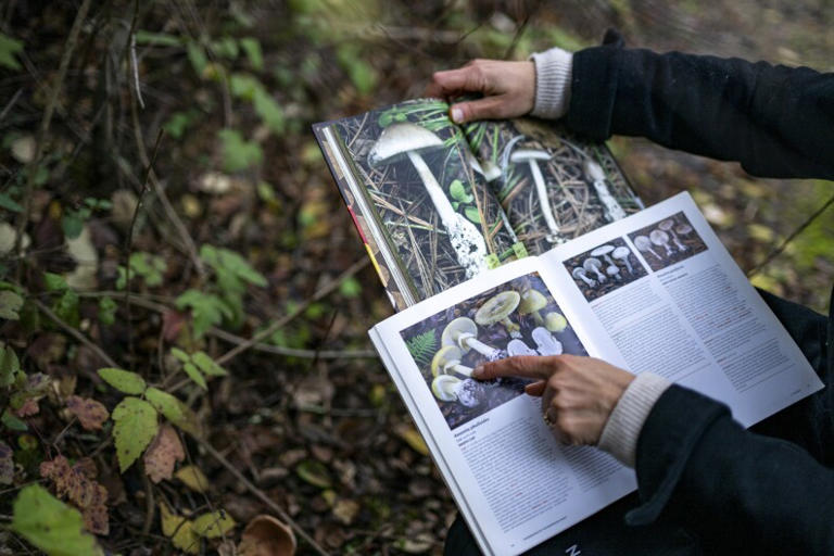 California combats largest mushroom poisoning outbreak in the country