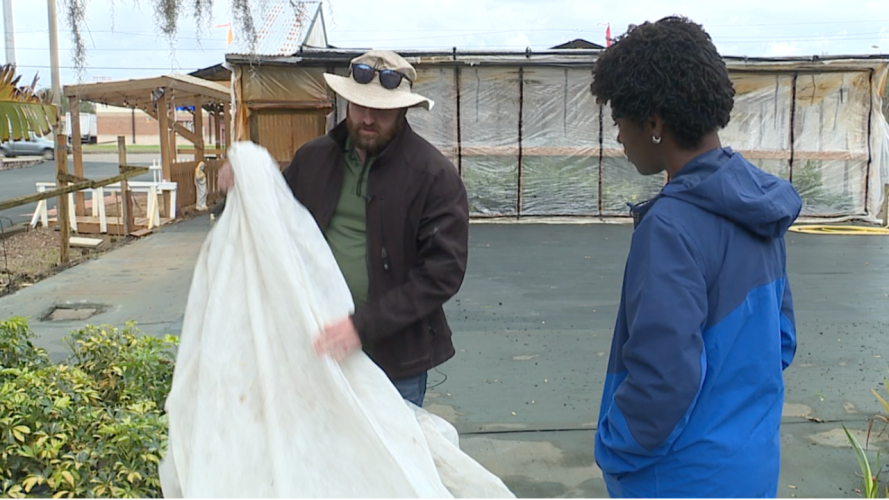 Nursery expert shares essential tips to protect Florida plants from ...