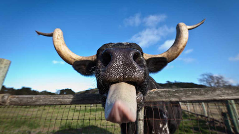 Dow Jones futures rise, techs lead; AMD tests buy point in powerful week