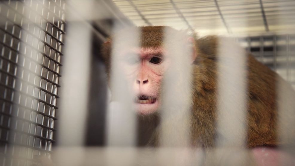 Monkeys shipped without exams, raising biosecurity fears in Reno lab ...