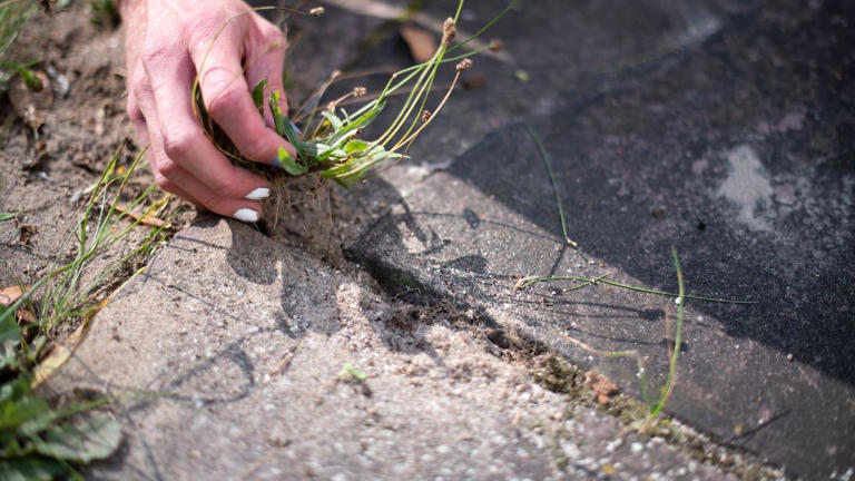 Cómo quitar las malas hierbas del jardín con sal paso a paso