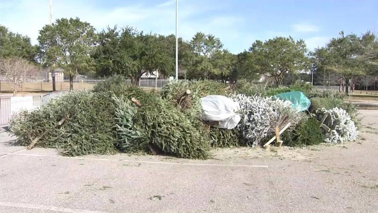 Time’s up! Gulf Shores sets final curbside pickup for live Christmas trees