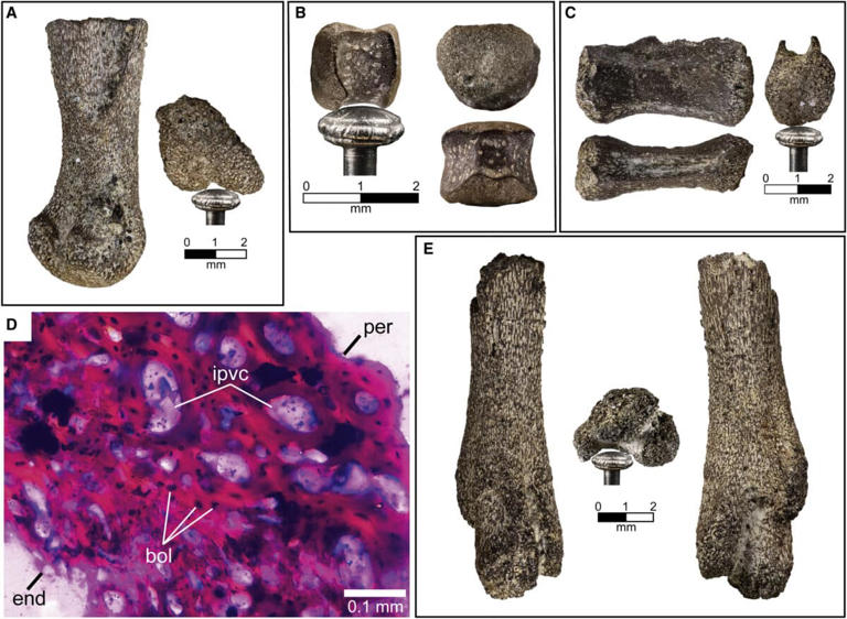 Scientists unearth baby dinosaur fossils in a remote corner of the ...
