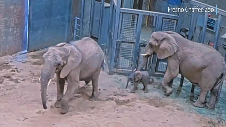 Elephant care at Fresno Chaffee Zoo called out again by animal ...