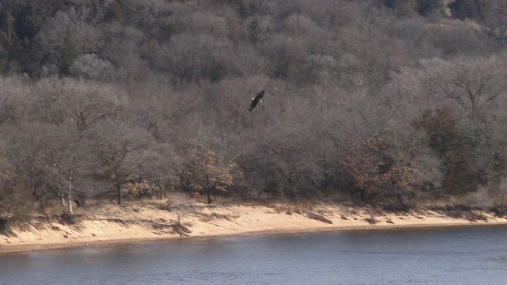 Bald Eagle Watching Days highlights national symbol in Sauk County