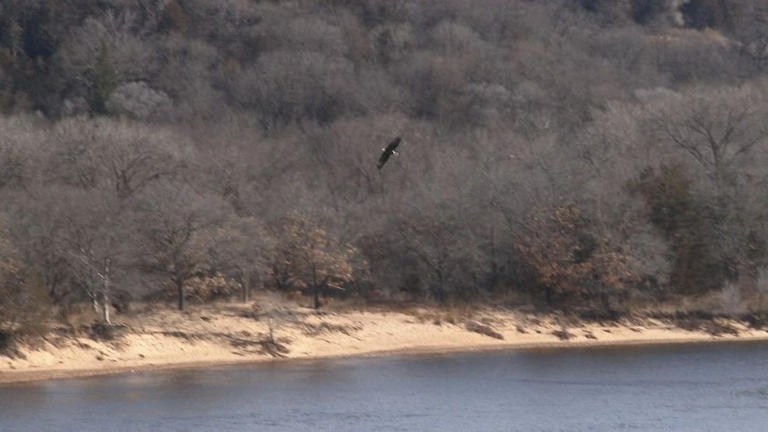 Bald Eagle Watching Days highlights national symbol in Sauk County