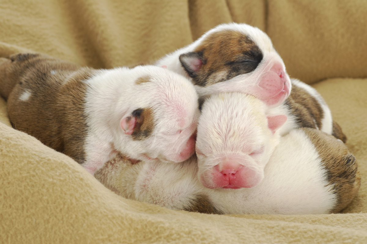 English bulldog puppies' precious little noises during 2 AM feeding are ...