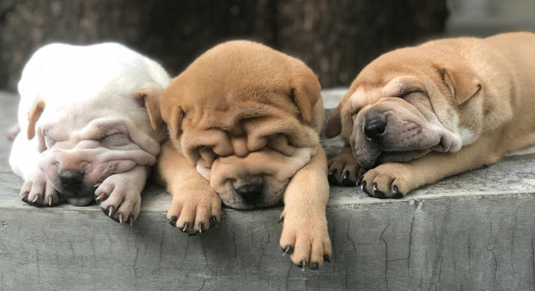 English bulldog puppies' precious little noises during 2 AM feeding are ...