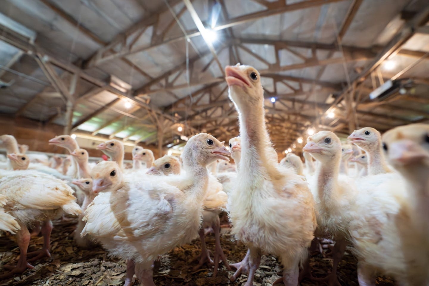 Willmar bird flu laboratory gets reprieve from USDA funding hit