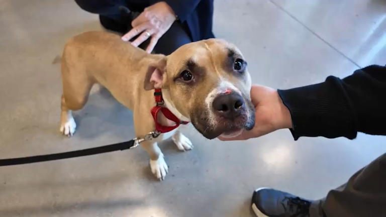 Abandoned dog left outside animal shelter in New Rochelle in the middle ...