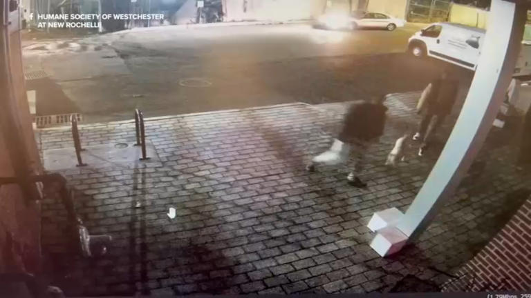 Abandoned dog left outside animal shelter in New Rochelle in the middle ...