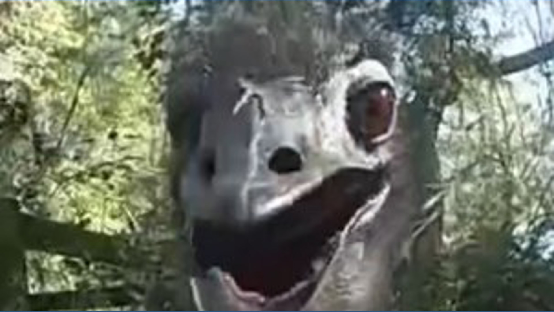 Florida deputy handcuffs runaway emu