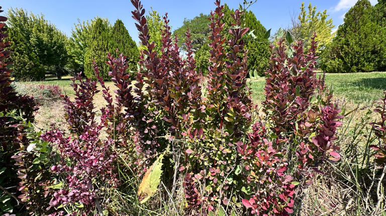 Michigan just joined the list banning the Japanese barberry shrub: Is ...