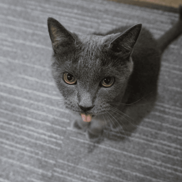 10 subtle signs your cat isn't happy, according to feline behaviorists