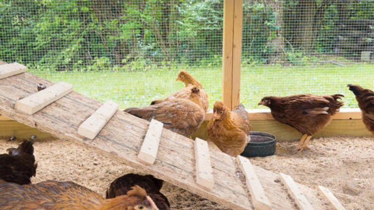 Bird flu case in Walker County raises new risk for backyard chickens in ...