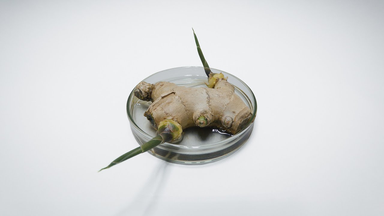 Growing ginger in 173 days