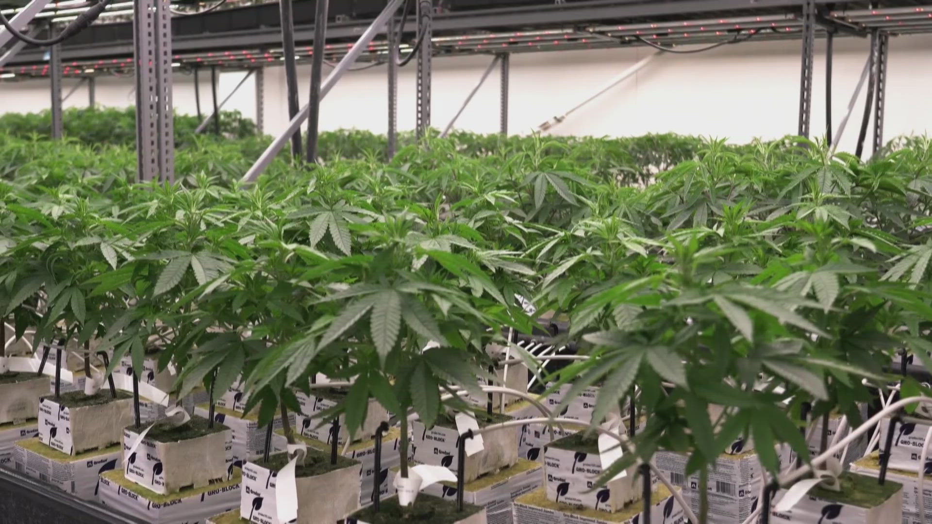 Medical cannabis now available statewide in Kentucky