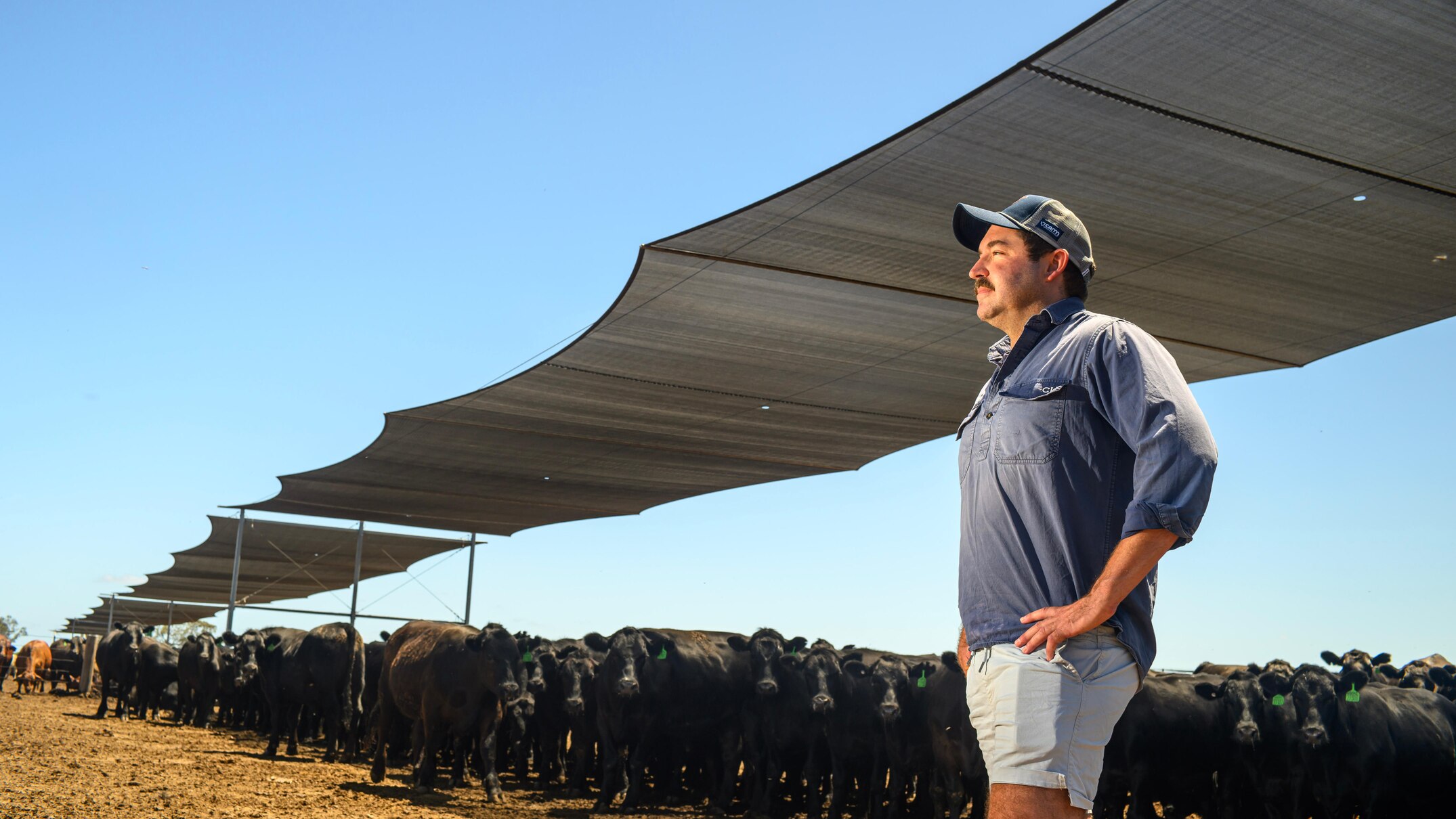75pc of feedlot cattle now have access to shade, industry says