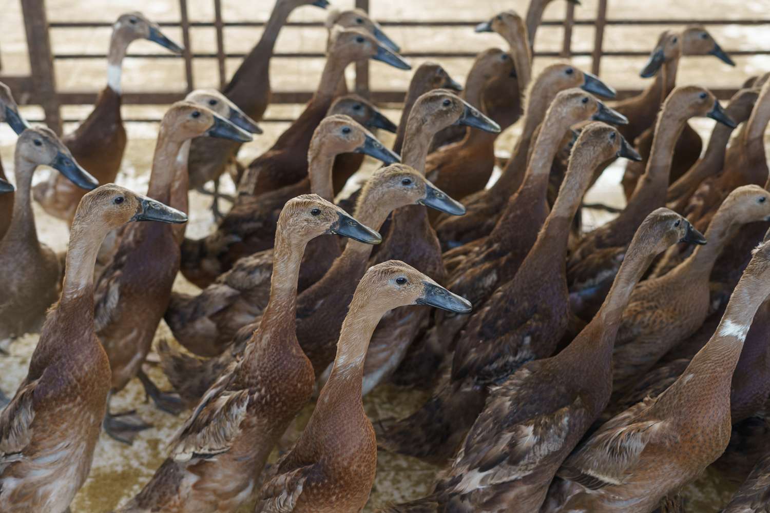 Over 414,000 Kansas birds have contracted the bird flu, marking the ...