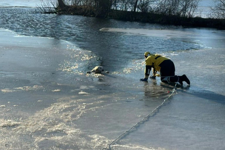 Golden retriever survives 30 minutes in frigid water after falling ...