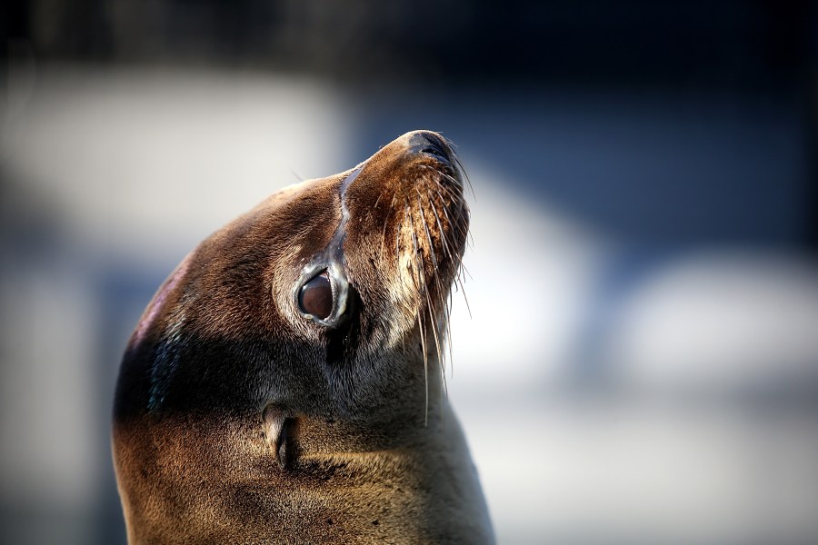 Malnourished sea lion pup found near Google campus recovering