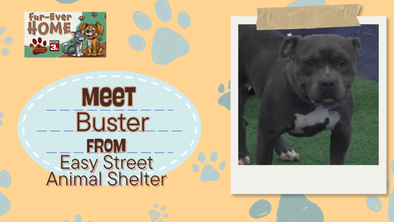 Buster, a spirited dog from Easy Street, seeks his forever family