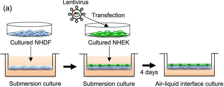 Scientists create skin graft health monitor that glows in response to ...