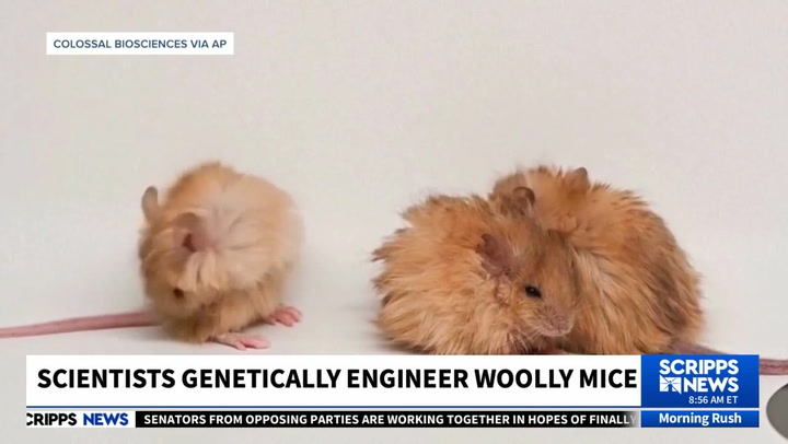 Reviving Ice Age traits: Woolly mice pave way for Arctic elephants