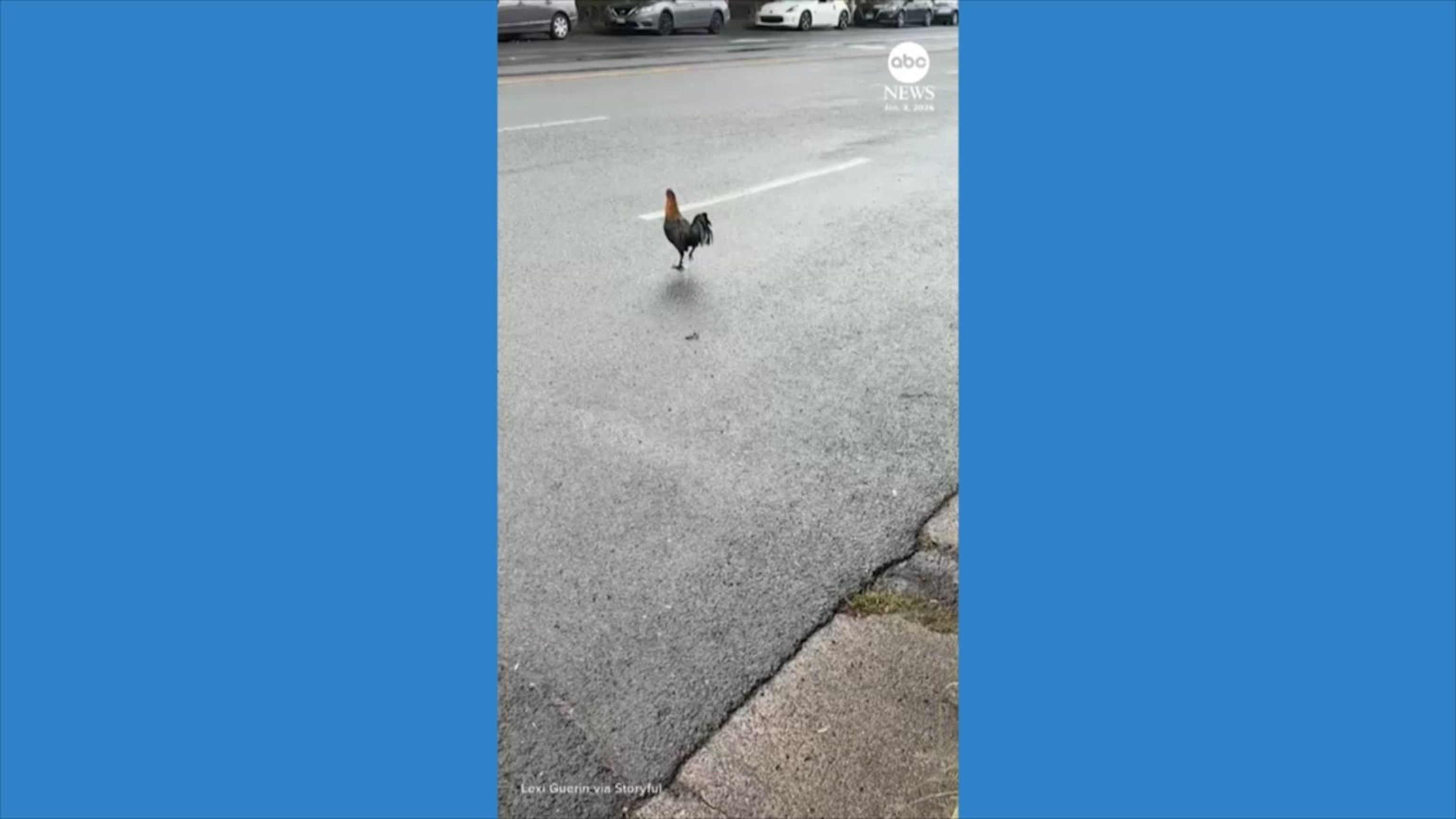 Rooster crosses the road with ease in Hawaii