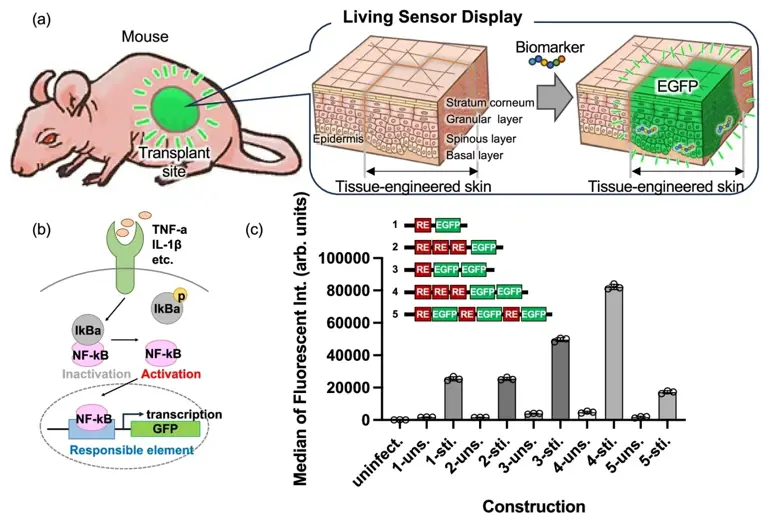 Scientists create skin graft health monitor that glows in response to ...