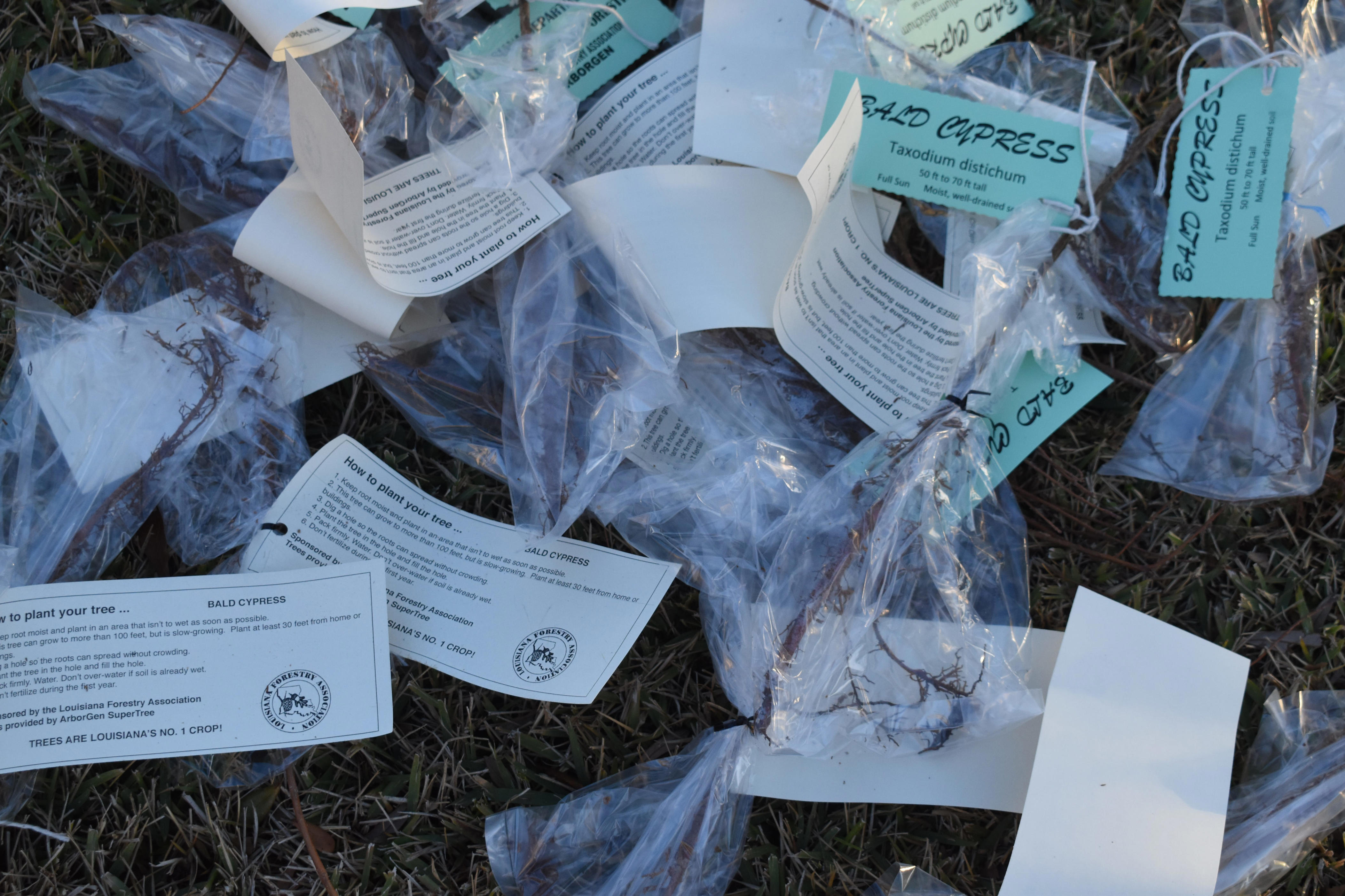 Trees available Friday during Louisiana Forestry's Arbor Day event