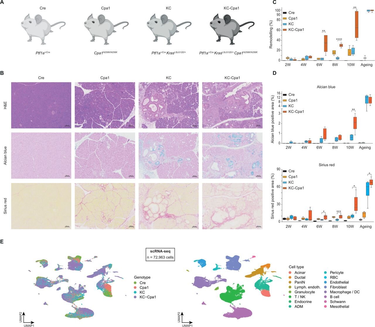 Researchers reveal interplay between chronic pancreatic inflammation ...