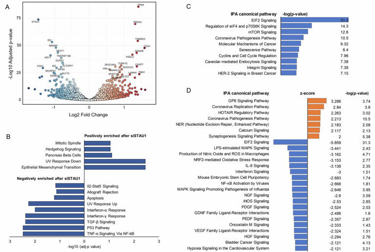 New ALS treatment target identified: STAUFEN-1 protein reduction ...