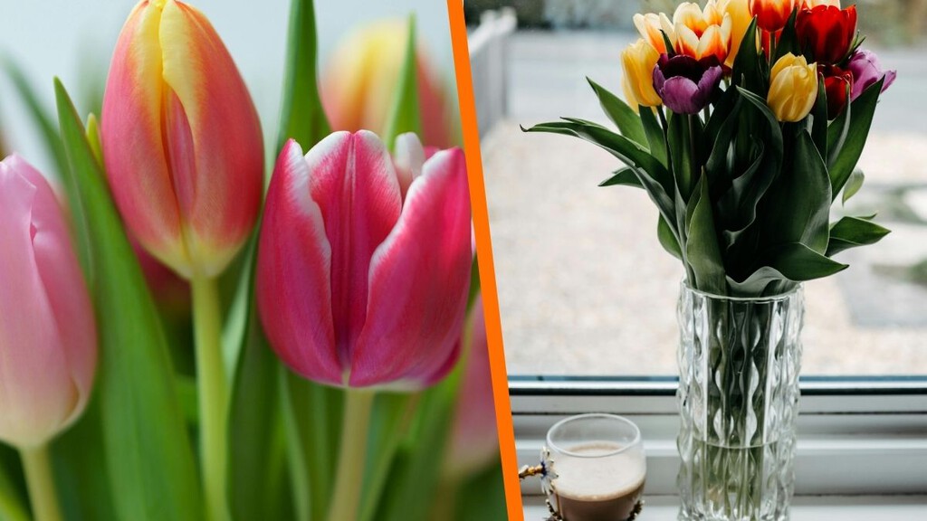 Logra que los tulipanes duren más tiempo con este ingrediente que ya ...