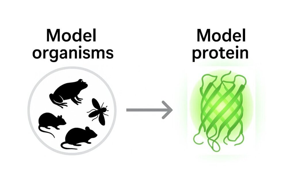 Chemist proposes shared 'model proteins' to improve reproducibility in ...
